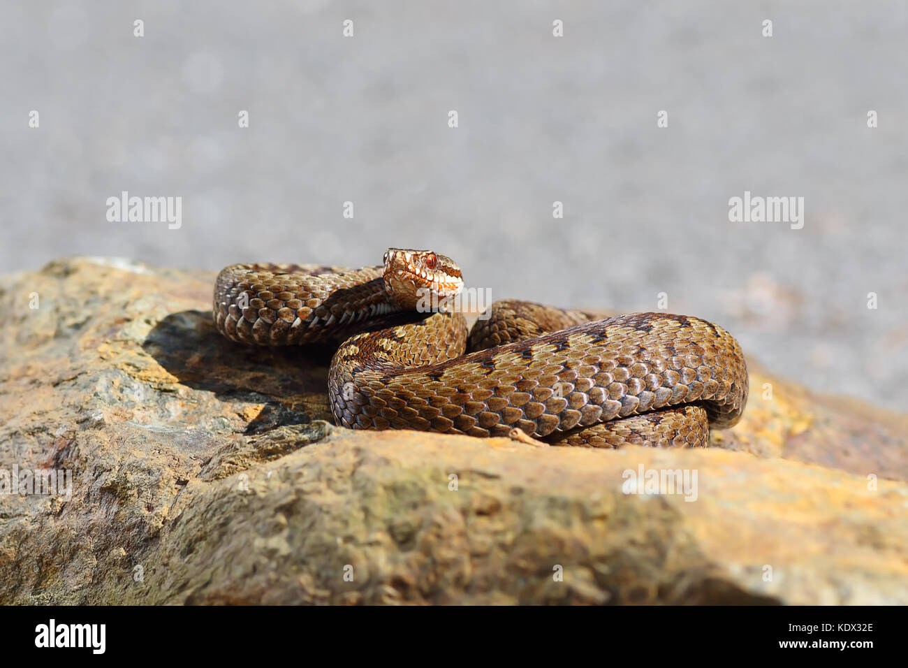 Common european adder hi-res stock photography and images - Alamy