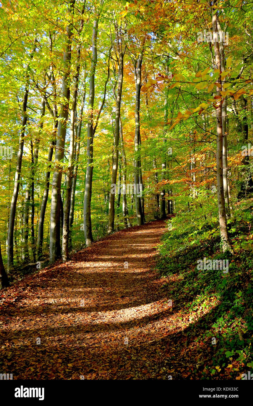 German Woodland Path Stock Photo - Alamy