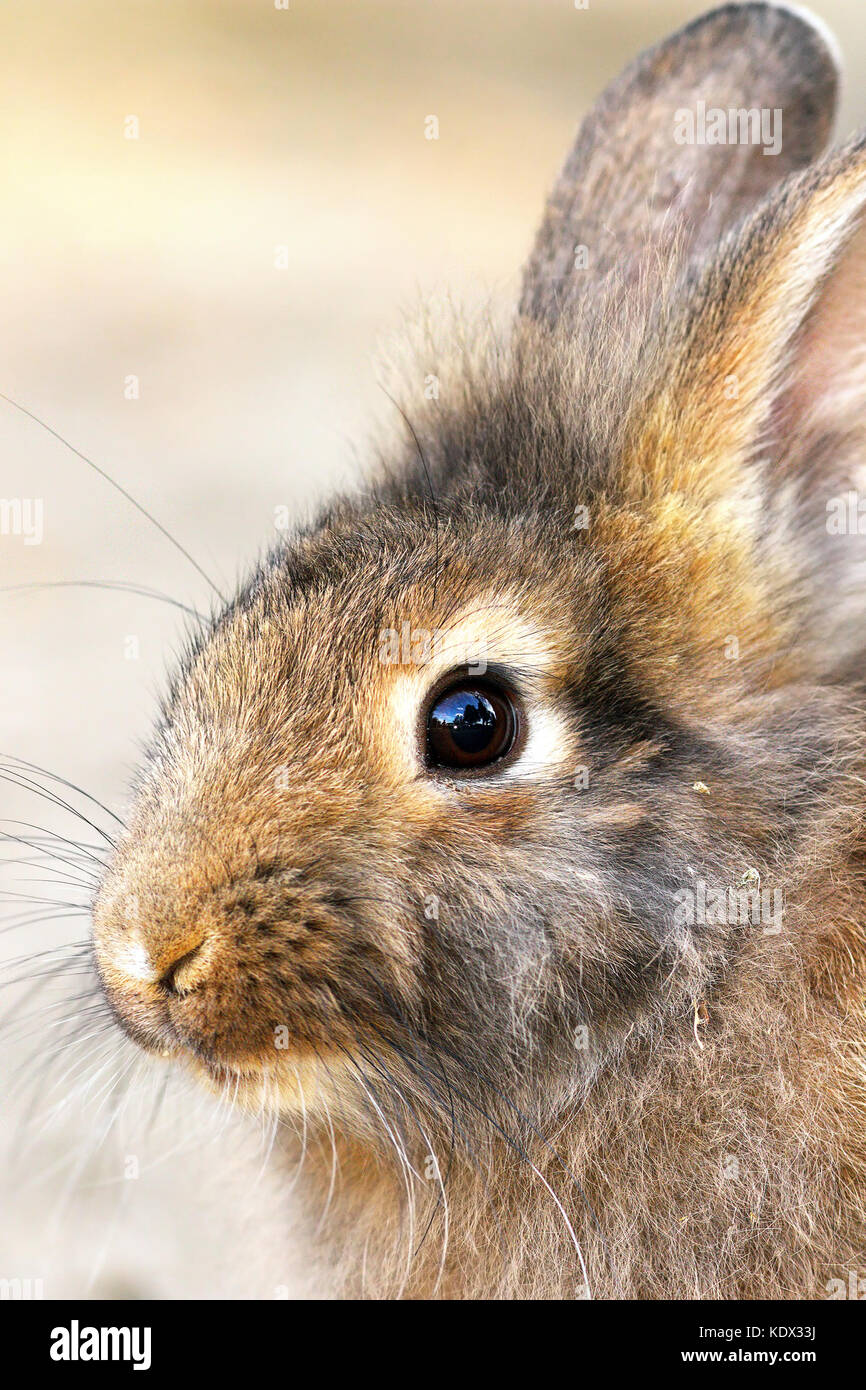 Beautiful cute rabbit sitting hi-res stock photography and images - Alamy