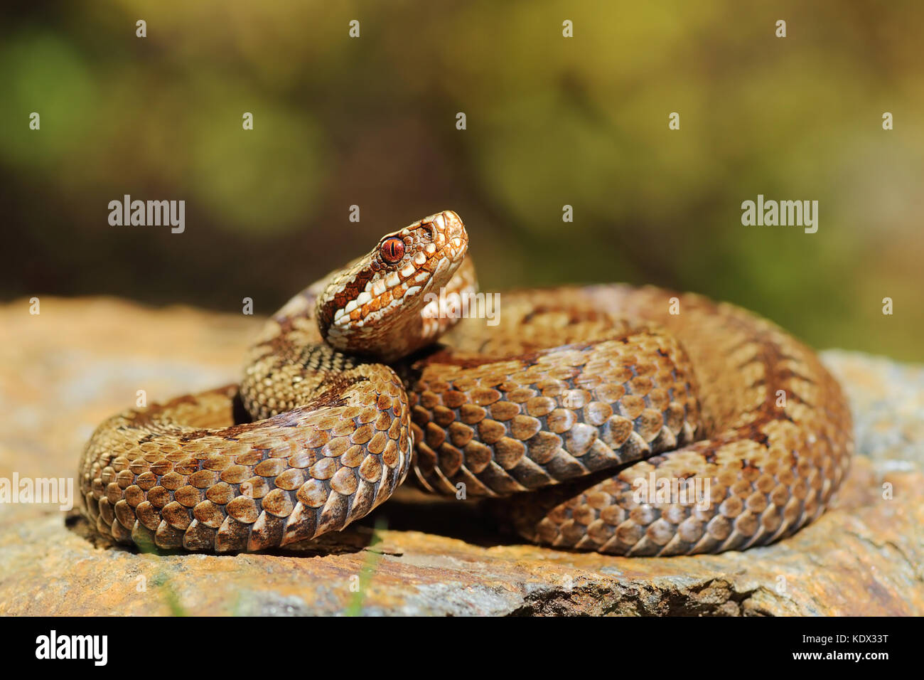 Beautiful common crossed viper hi-res stock photography and images - Alamy
