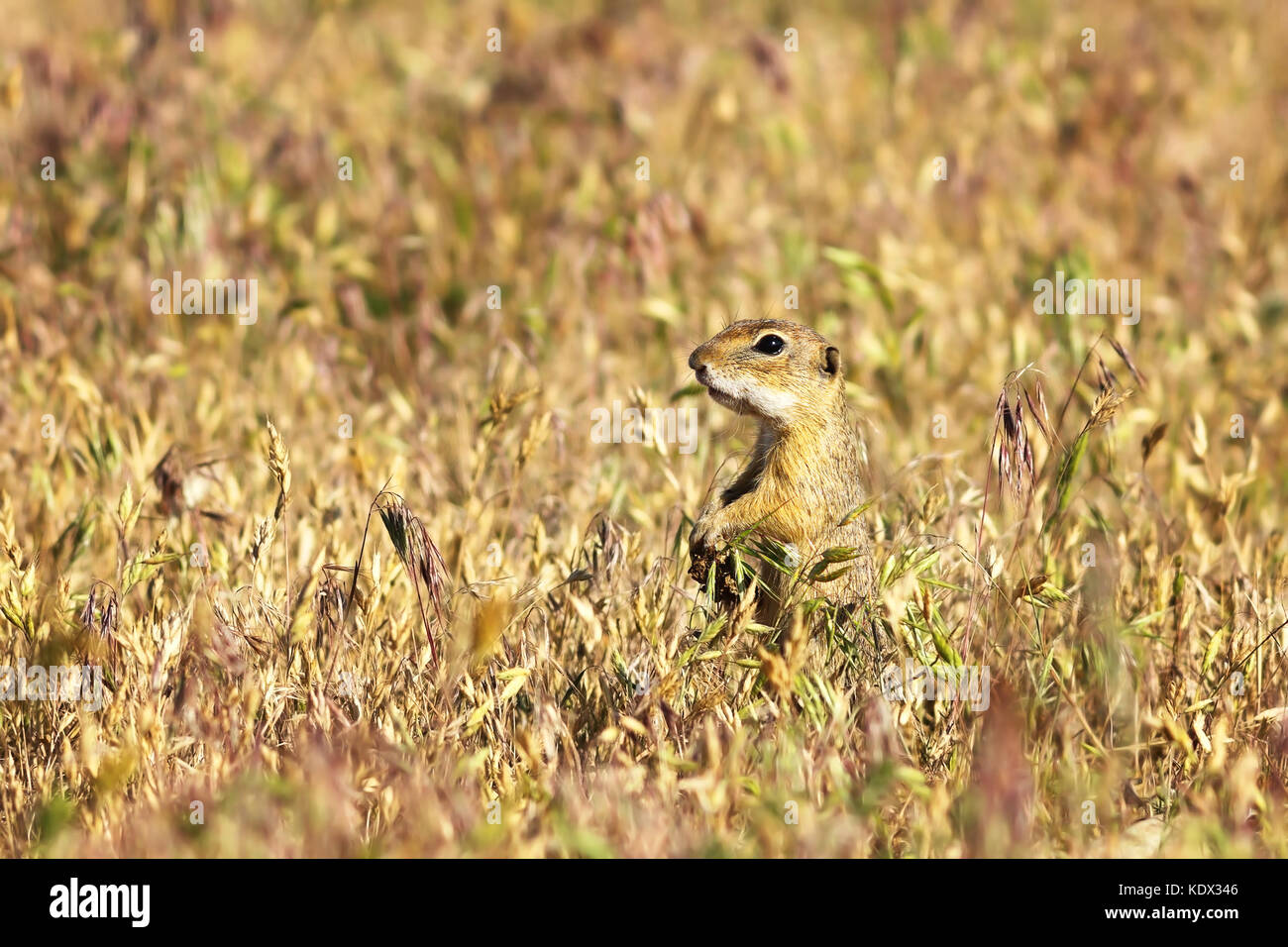 cute european ground squirrel in the field ( Spermophilus citellus ...