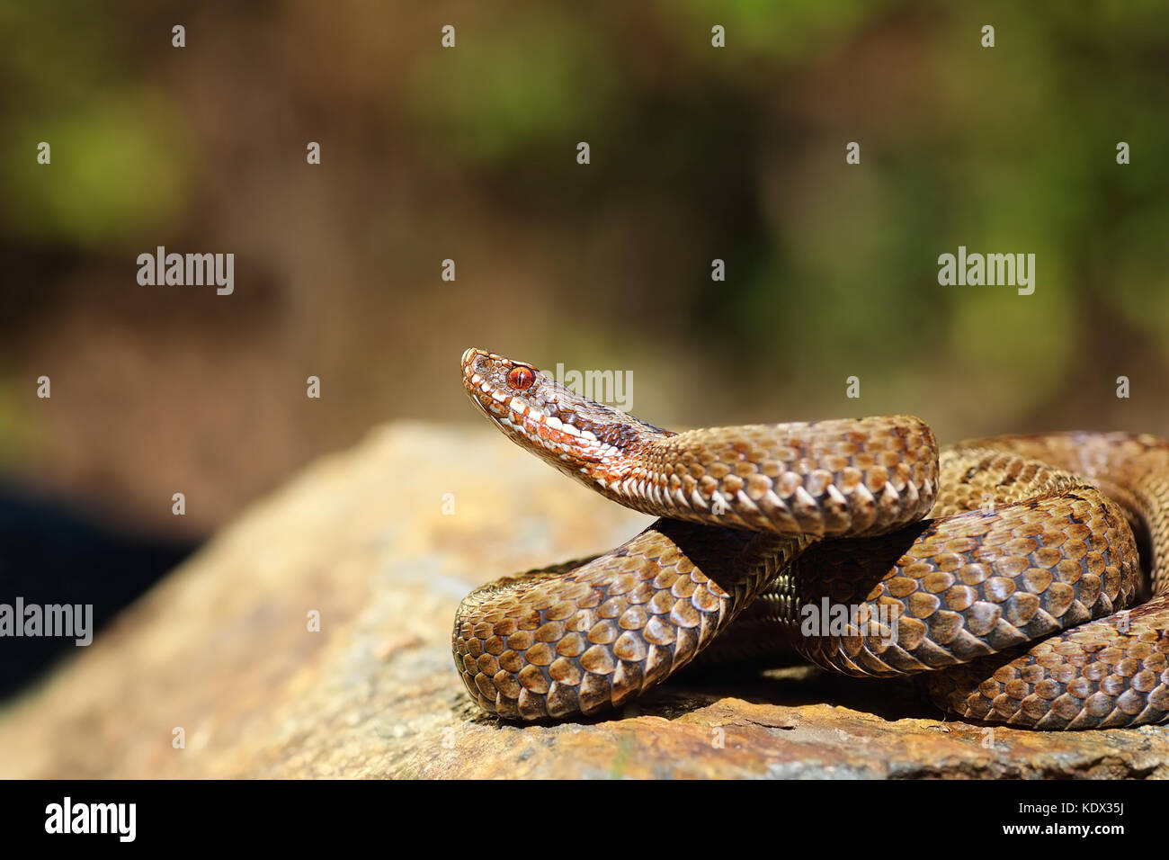 female Vipera berus ready to strike, aggressive common crossed european ...