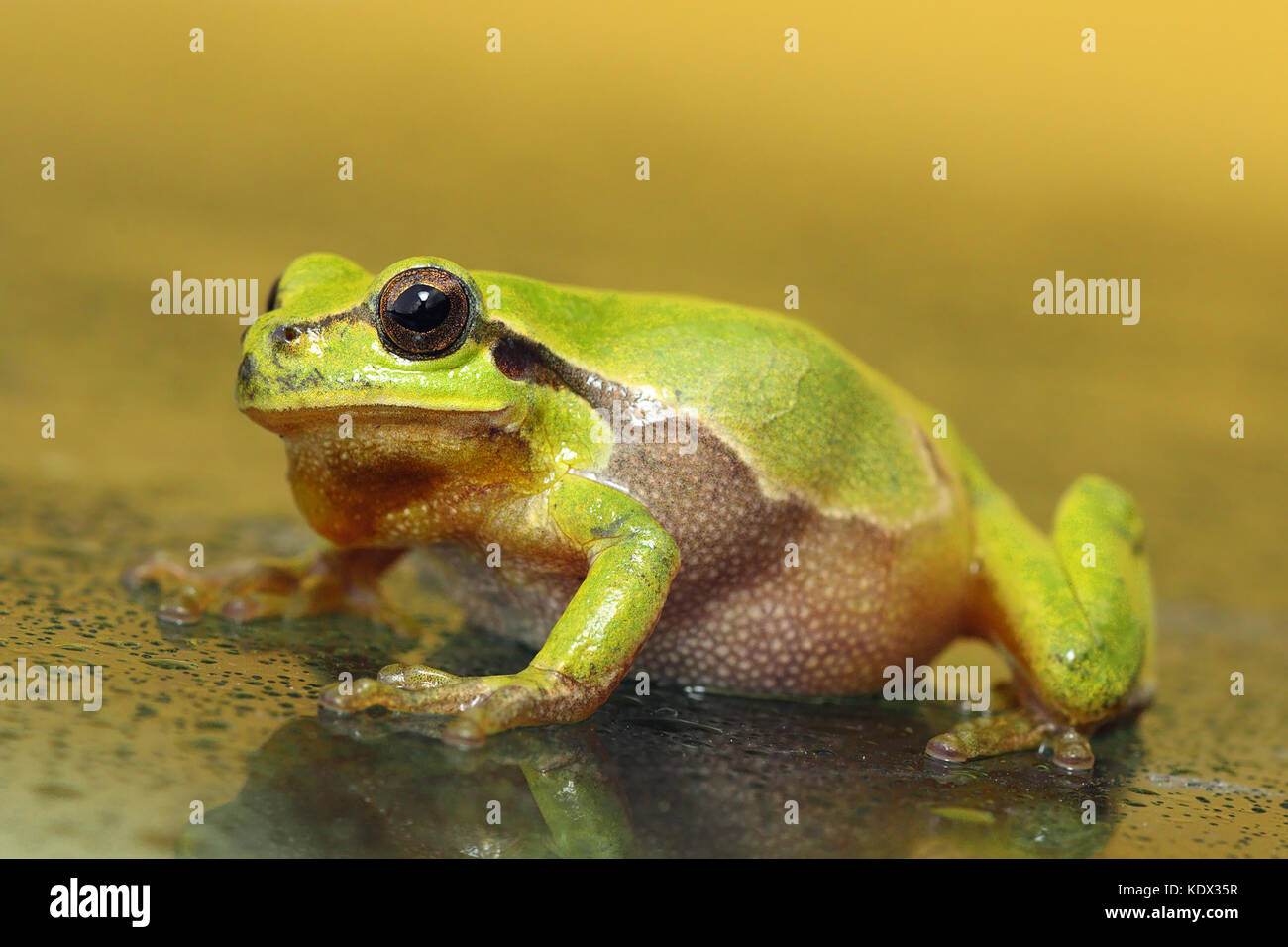 full length green tree frog walking on wet glass ( Hyla arborea Stock ...