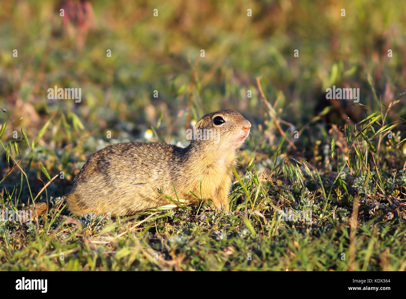 european ground squirrel in natural habitat ( Spermophilus citellus ...