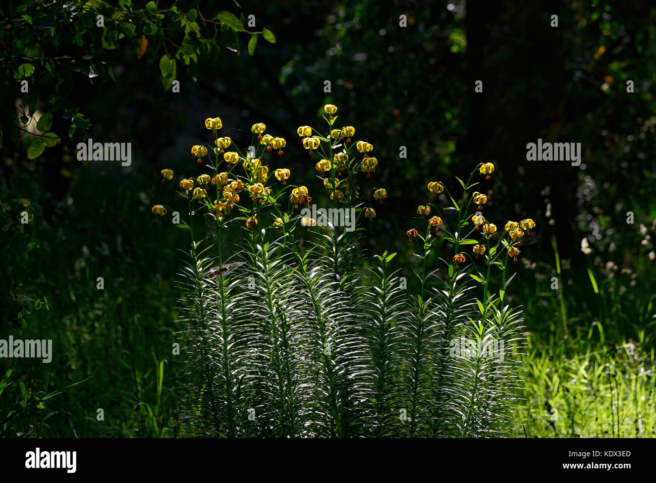 Lilium pyrenaicum, Pyrenean Lily, Yellow Turk's Cap Lily, Pyrenees ...