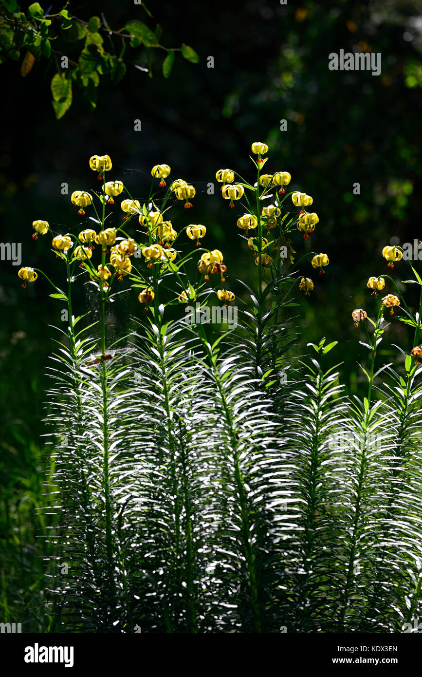 Lilium pyrenaicum, Pyrenean Lily, Yellow Turk's Cap Lily, Pyrenees ...