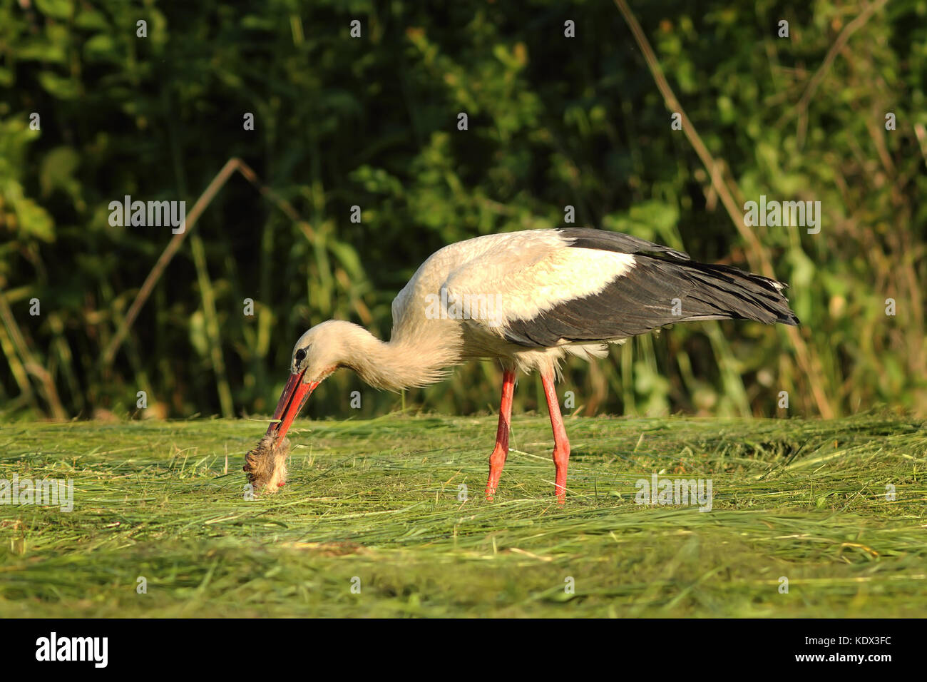 Birds eating food from outdoor hi-res stock photography and images - Alamy