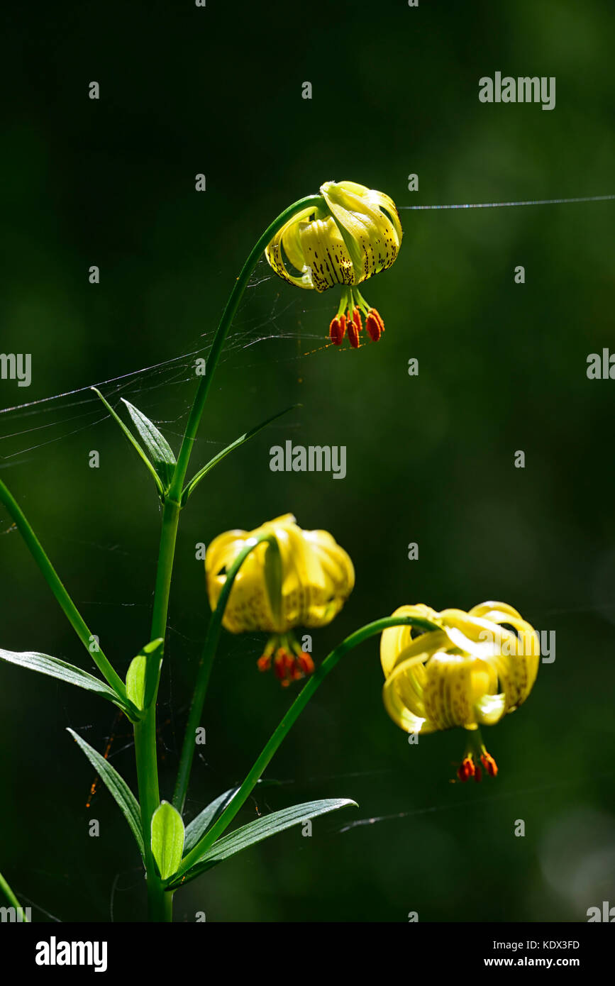 Lilium pyrenaicum, Pyrenean Lily, Yellow Turk's Cap Lily, Pyrenees ...