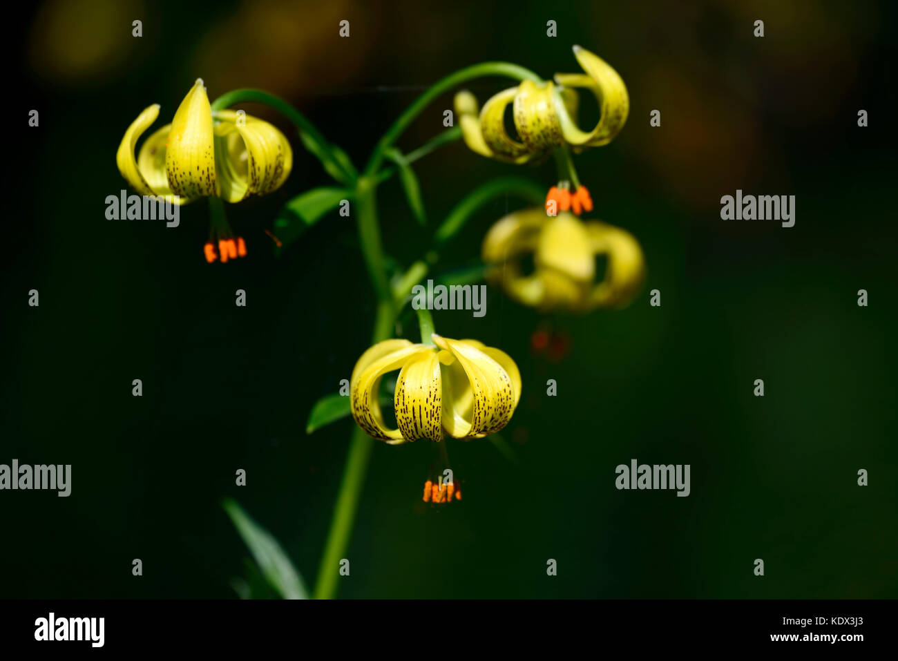 Yellow pyrenean lily hi-res stock photography and images - Alamy