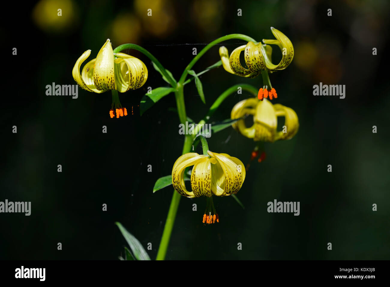 Lilium pyrenaicum, Pyrenean Lily, Yellow Turk's Cap Lily, Pyrenees ...