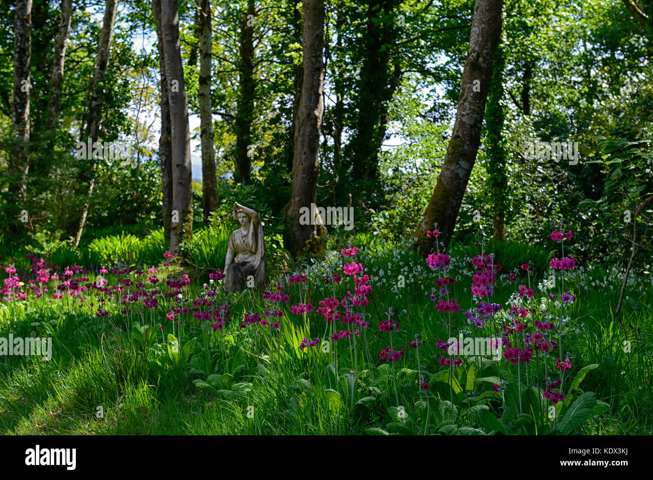 Primula japonica Miller's Crimson, Japanese primrose, wood, woodland ...