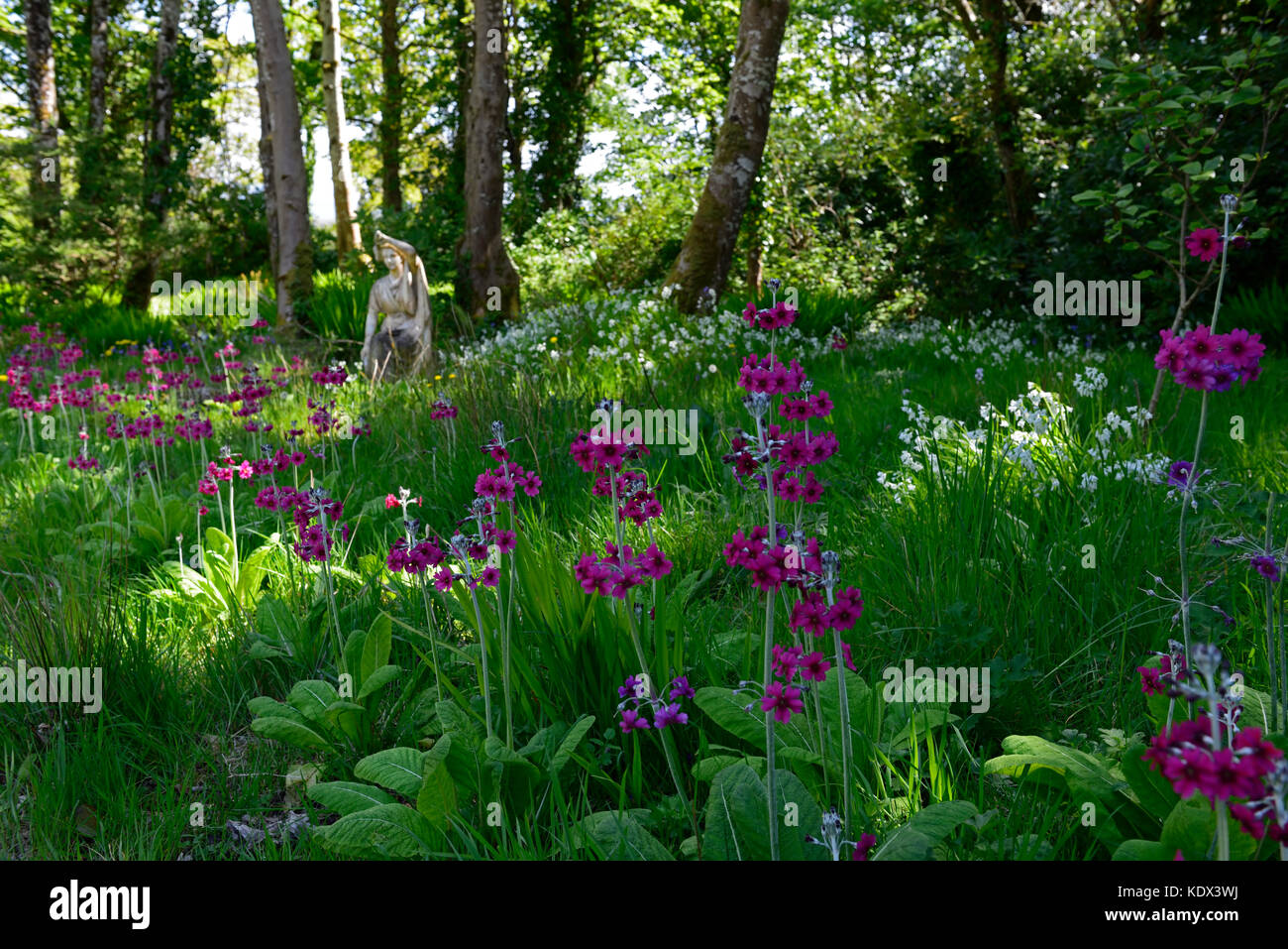 Woodland style garden hi-res stock photography and images - Alamy