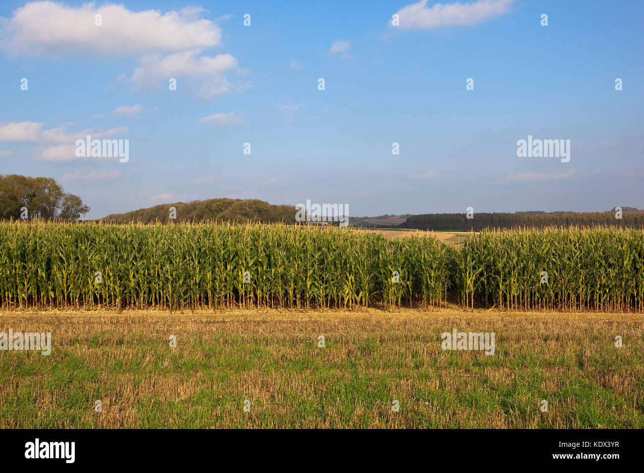 Cover crop maize hi-res stock photography and images - Alamy