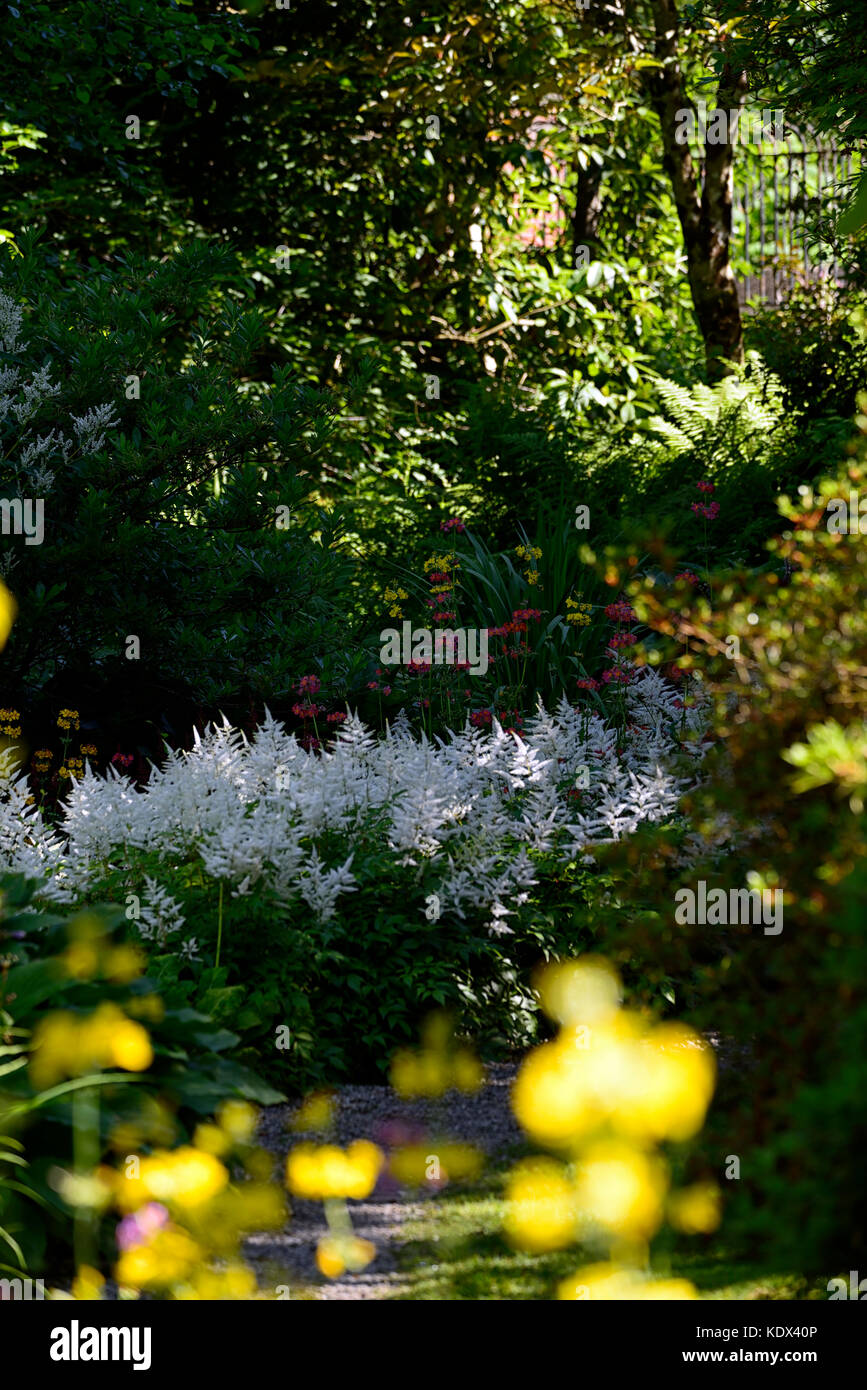Astilbe chinensis, primula japonica, false goatsbeard, wood, woodland ...