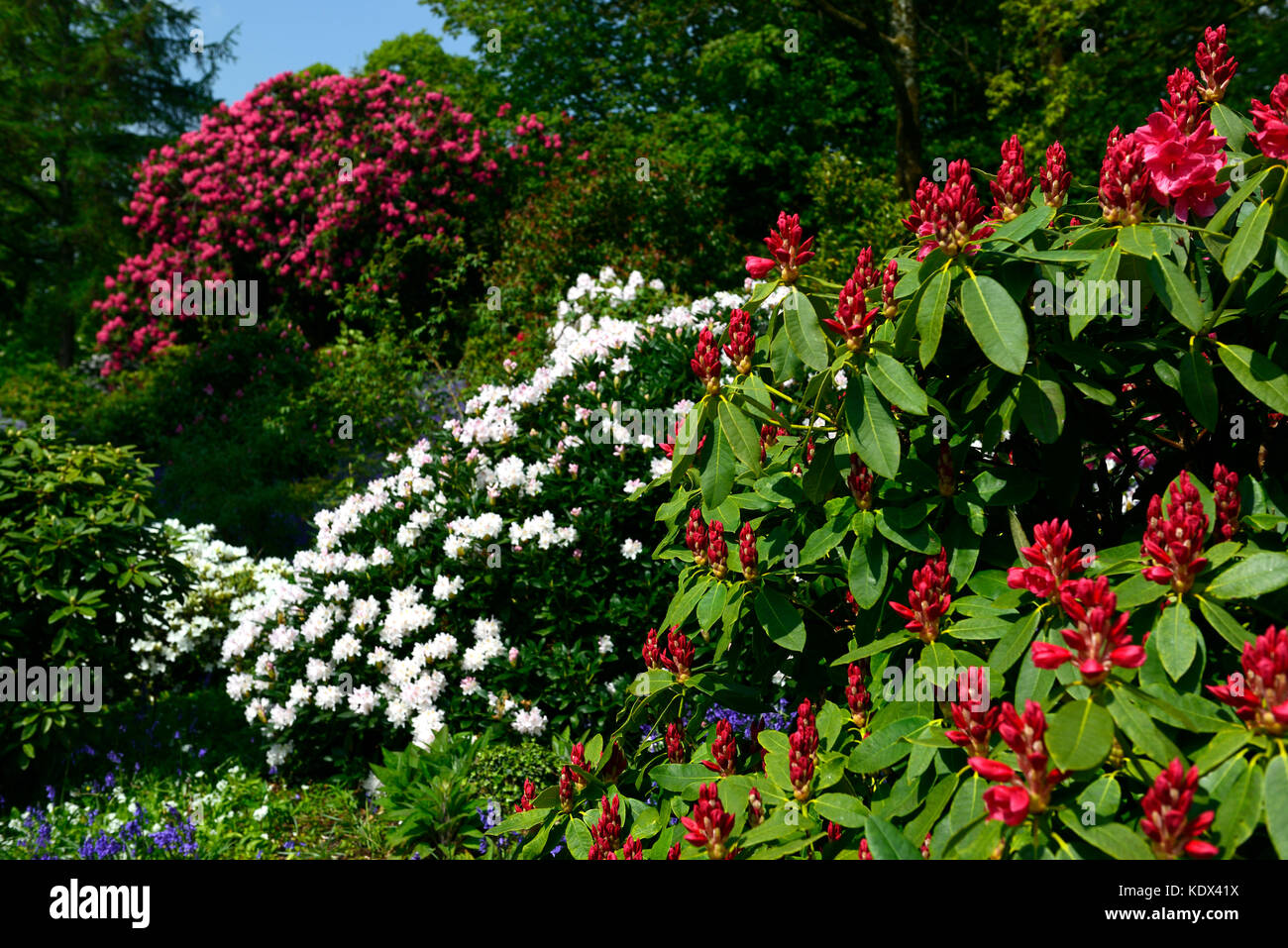 rhododendron, rhododendrons, red, white, pink, flower, flowers ...
