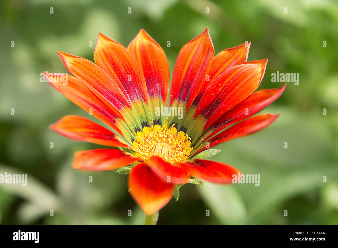 Red Gazania Flower in the park Stock Photo - Alamy