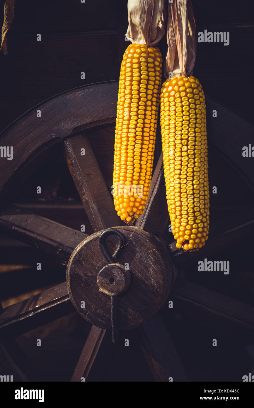 Hanging corn on a vintage cart wheel. Still life Stock Photo - Alamy