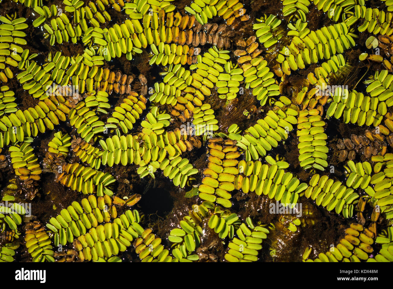 Green moss texture leaves in swamp for desing cobcept Stock Photo - Alamy