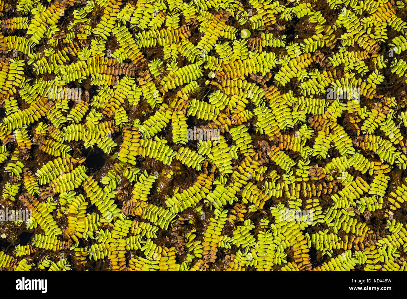Green moss texture leaves in swamp for desing cobcept Stock Photo - Alamy