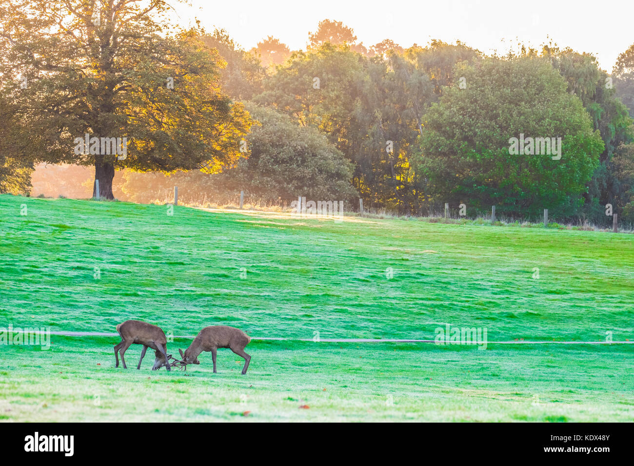 Two Red Stags Rutting Stock Photo - Alamy