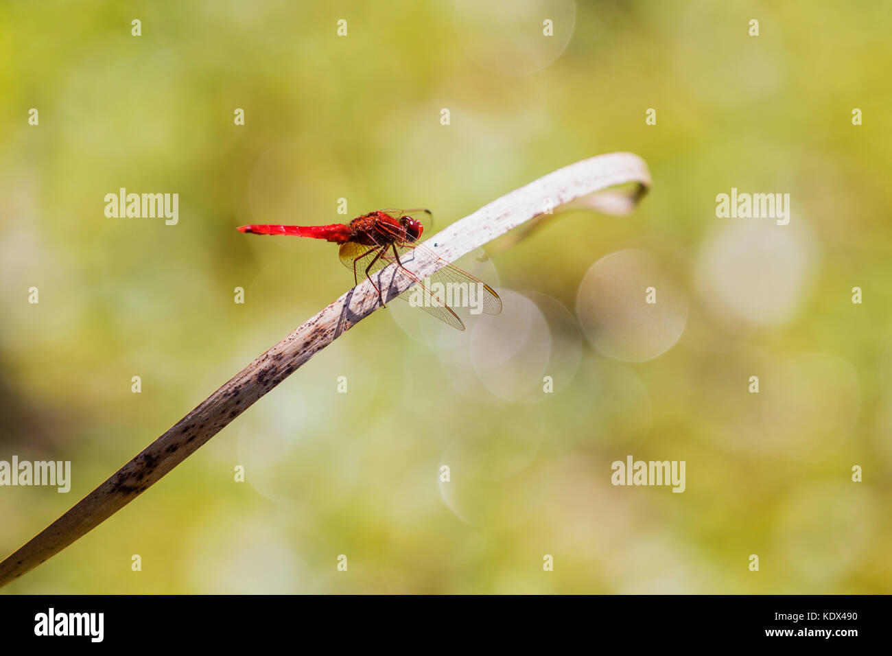 Beautiful red dragon fly in the nature habitat. Nice insect at summer ...