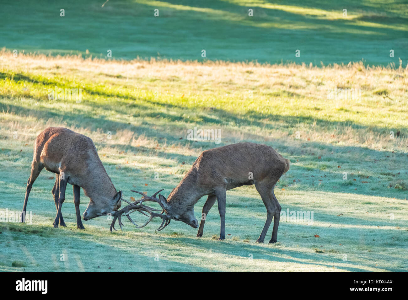 Two Red Stags Rutting Stock Photo - Alamy