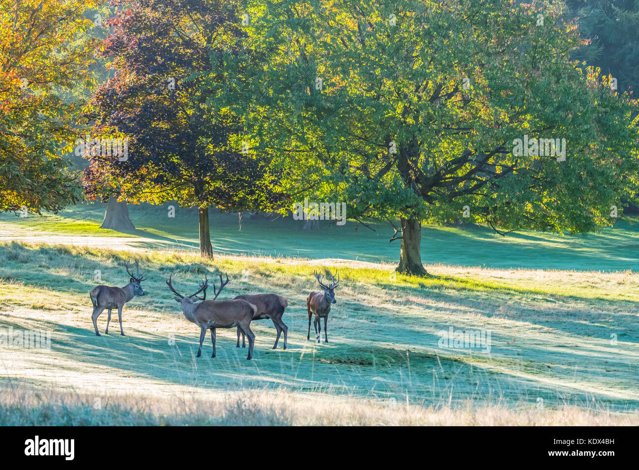 Group of Red Deer Stags Stock Photo - Alamy