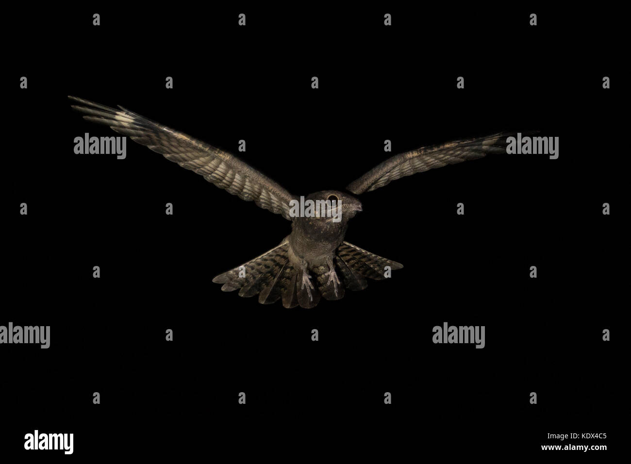 Savanna Nightjar (Caprimulgus affinis) female in flight at Greater Rann ...