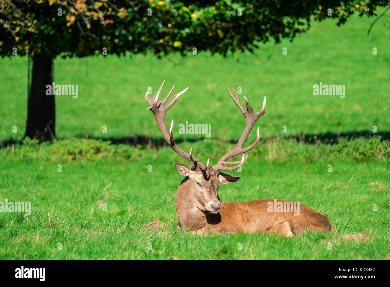 Deer Resting Wollaton High Resolution Stock Photography and Images - Alamy