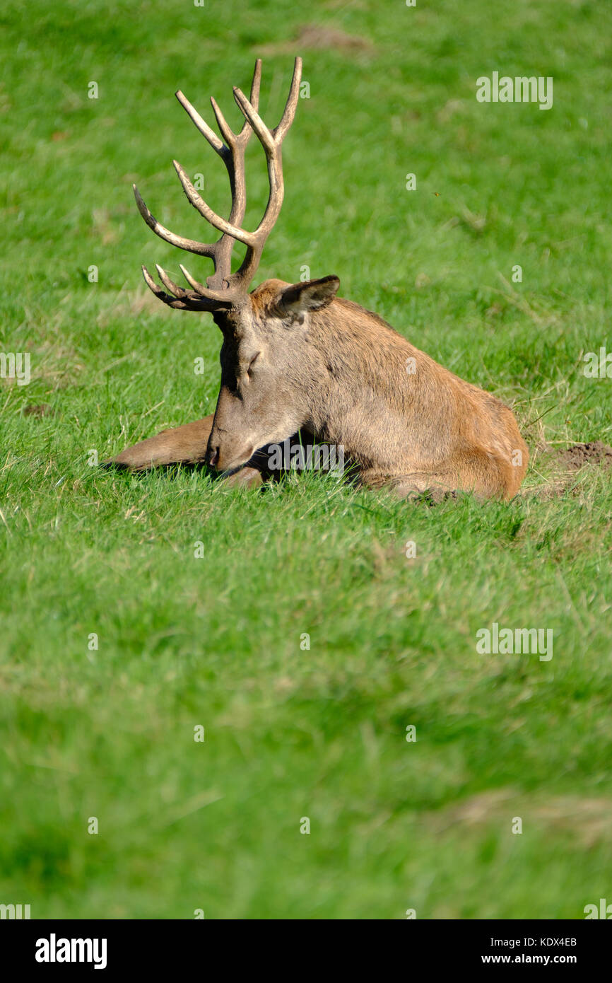 Large red deer stag hi-res stock photography and images - Alamy
