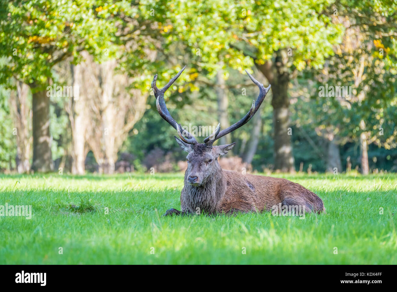 Wounded deer hi-res stock photography and images - Alamy