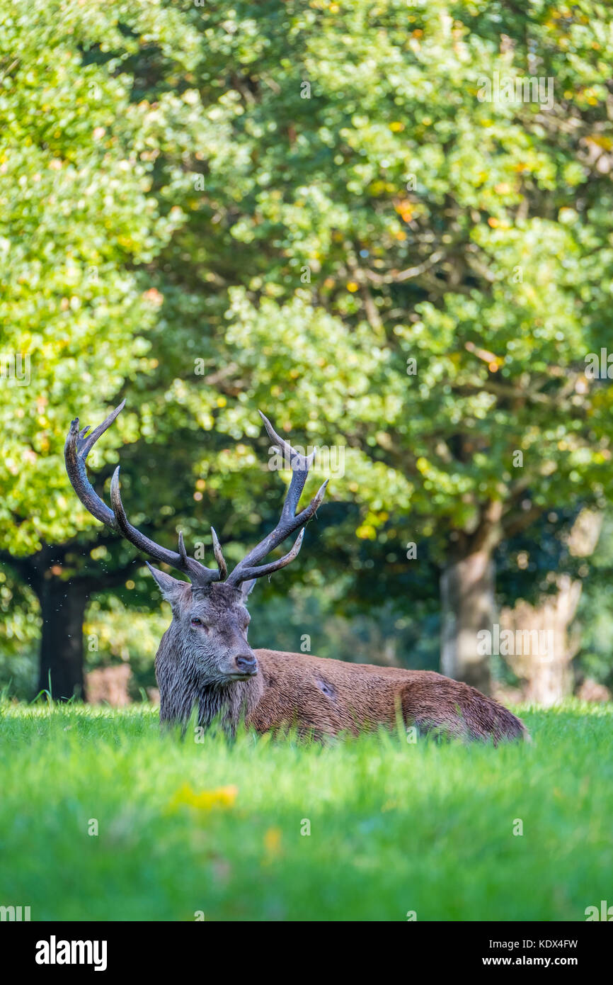 Injured Red Deer Stag Stock Photo - Alamy