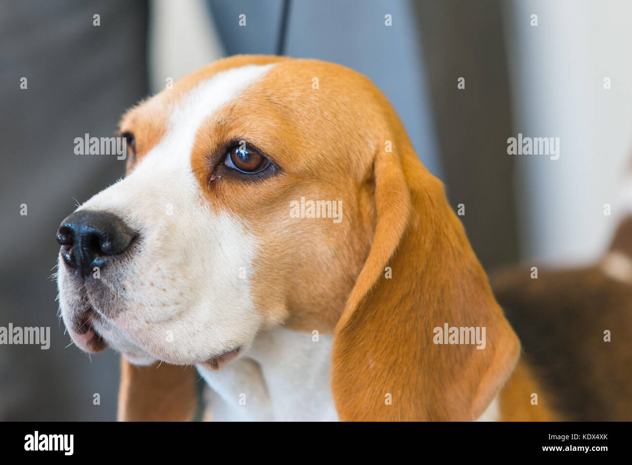 Portrait of beautiful beagle. Profile face of dog Stock Photo - Alamy