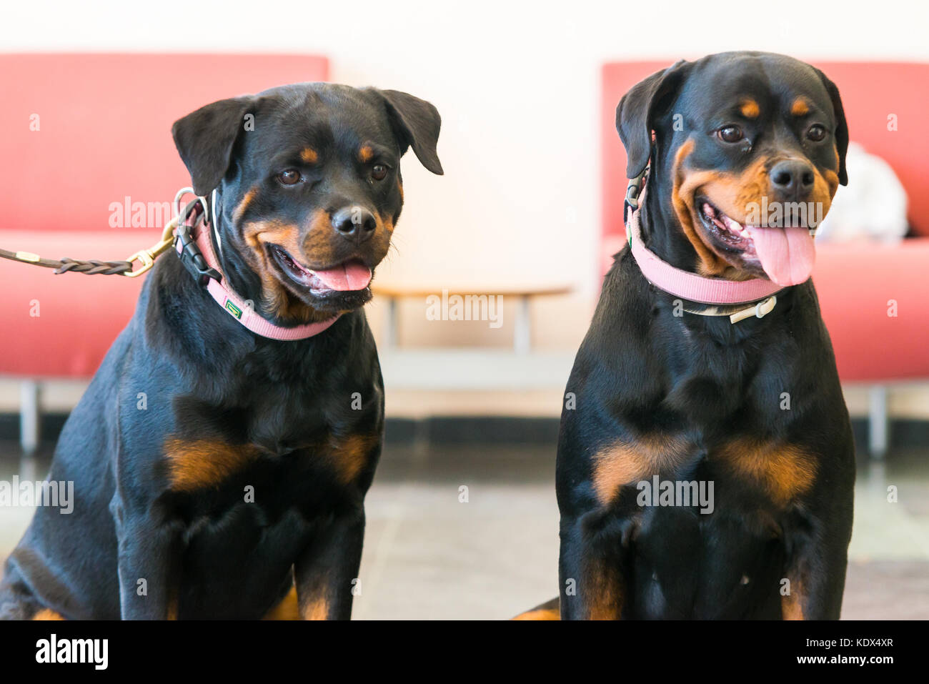 Male rottweiler hi-res stock photography and images - Alamy