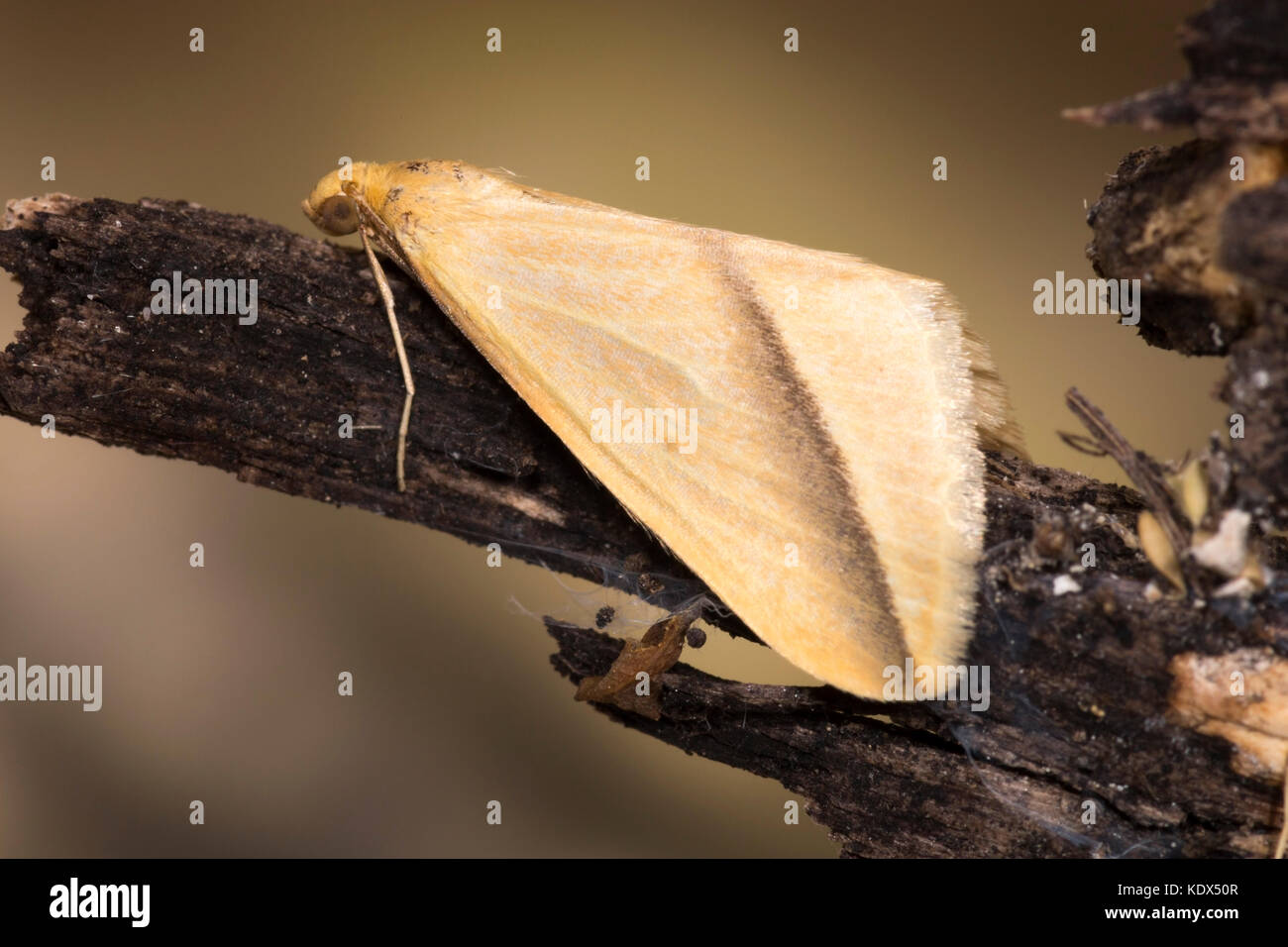 V shaped wings hi-res stock photography and images - Alamy