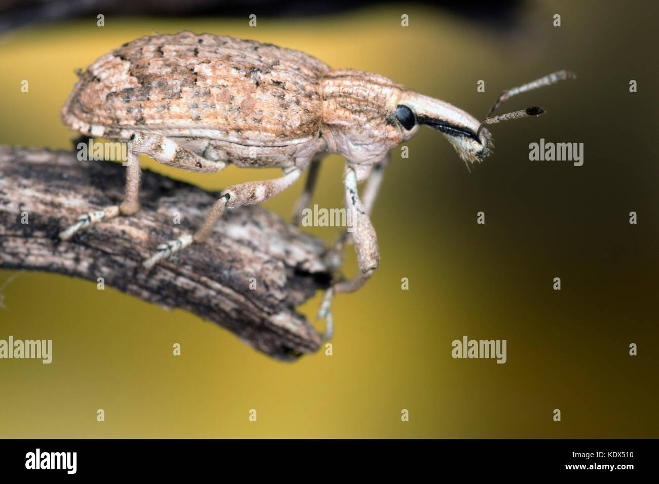 Granary weevil hi-res stock photography and images - Alamy