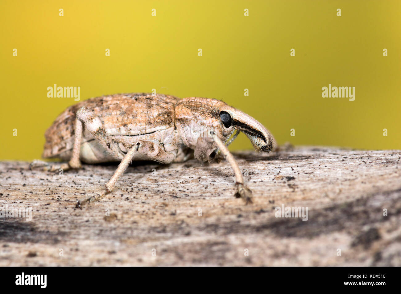 Weevil Beetle macro photograph Stock Photo - Alamy
