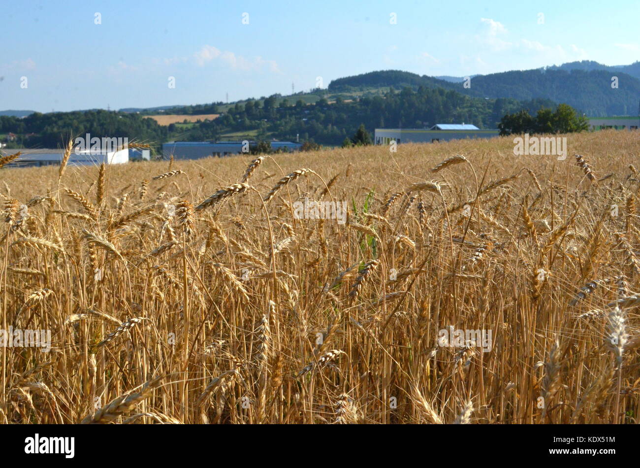 Wheat field - closeup of wheat grains Stock Photo - Alamy