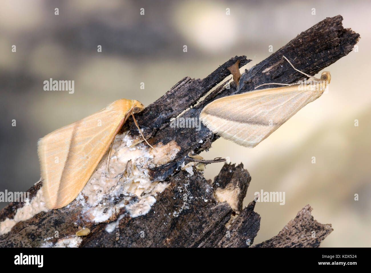 A very small v-shaped moth Stock Photo - Alamy