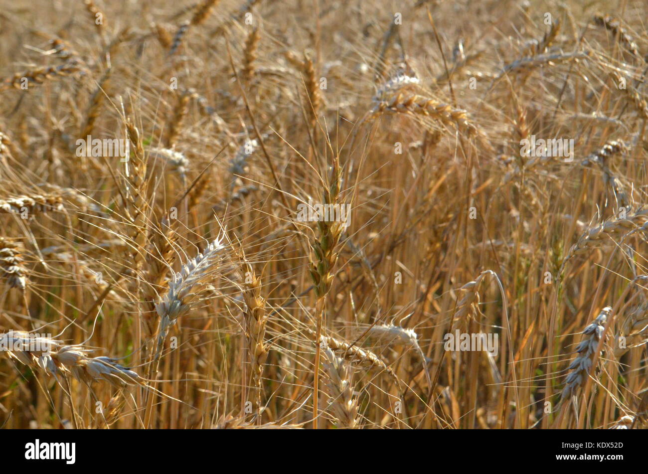 Closeup of a wheat field Stock Photo - Alamy