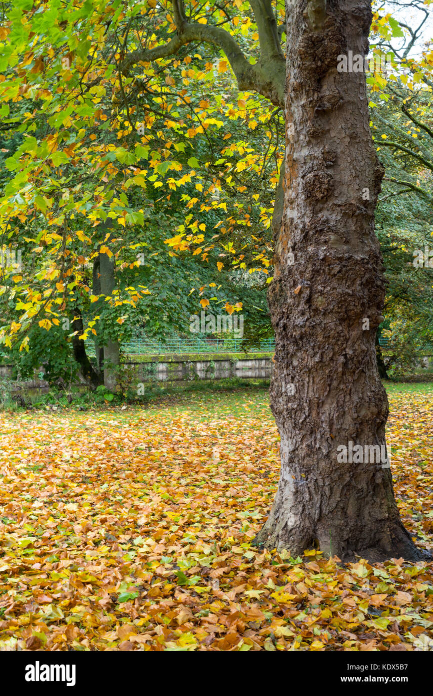 Carpet with fallen leaves hi-res stock photography and images - Alamy