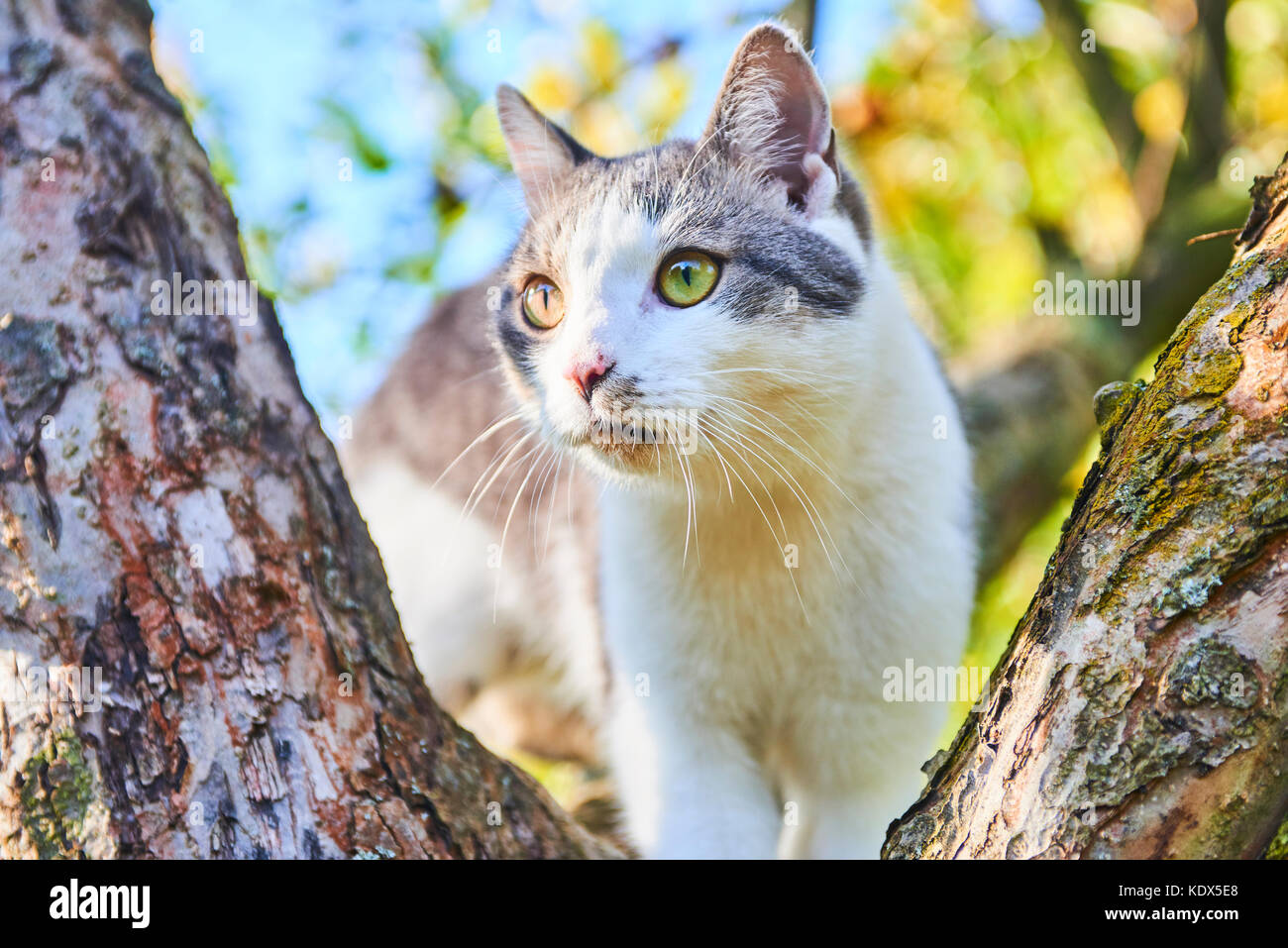 Cat hunting garden hi-res stock photography and images - Alamy