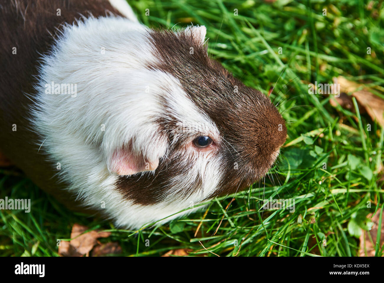 Guinea pigs in the grass eating. Domestic animal in the outdoor in the ...