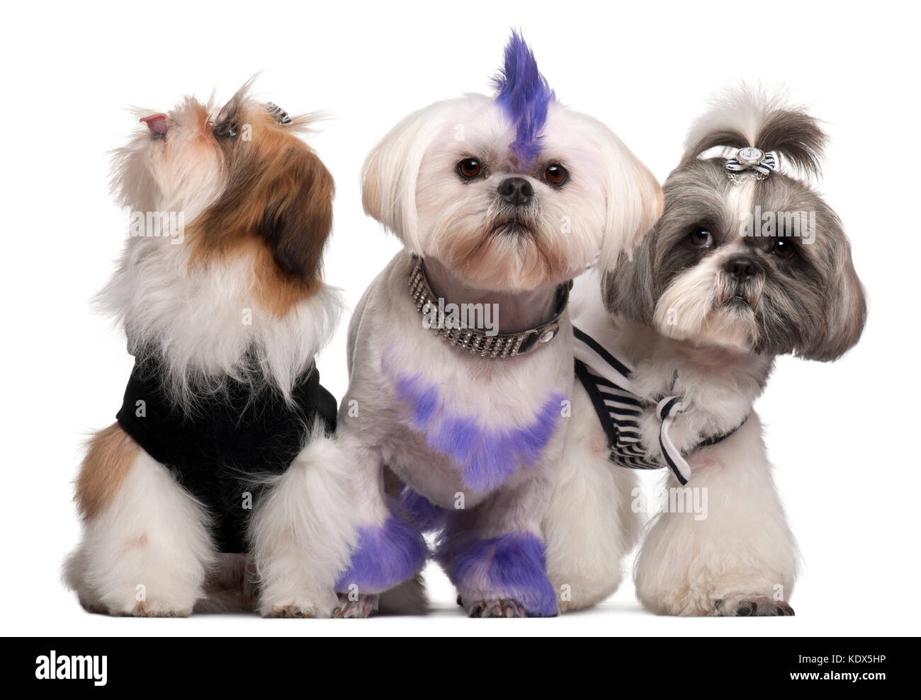 Group of dressed and groomed Shih-tzu's in front of white background ...