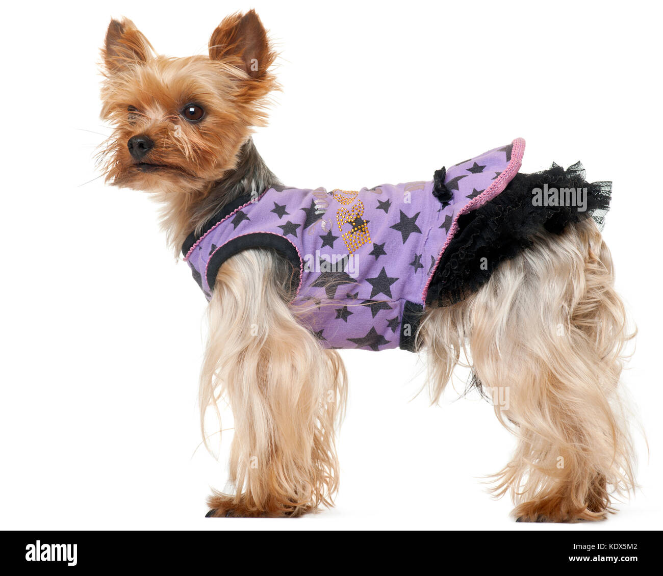 Yorkshire Terrier wearing purple dress in front of white background ...