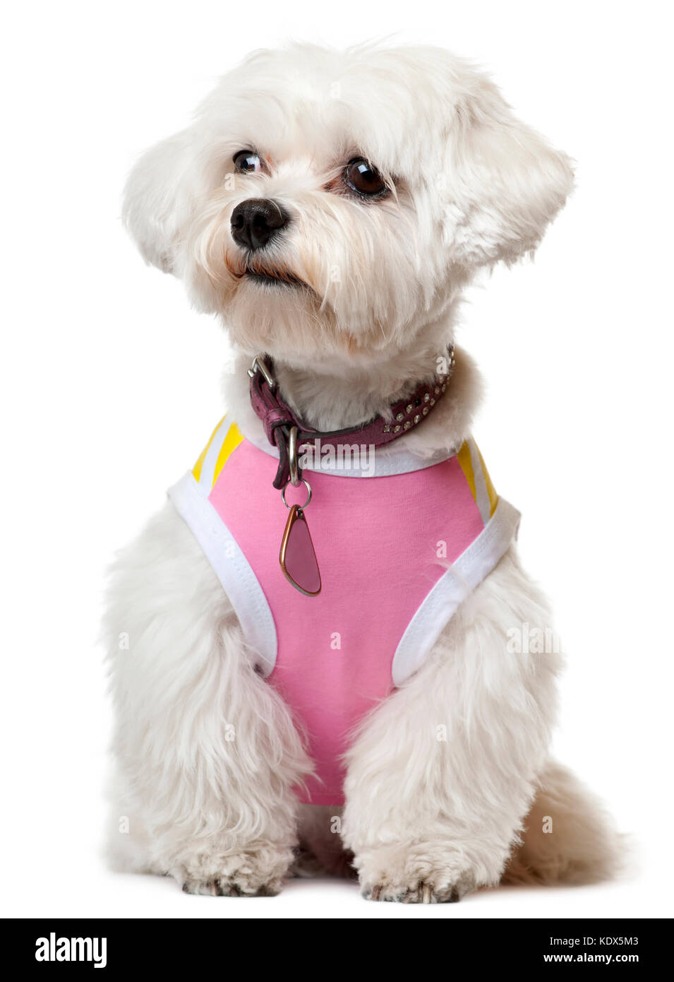 Maltese wearing pink shirt sitting in front of white background Stock ...
