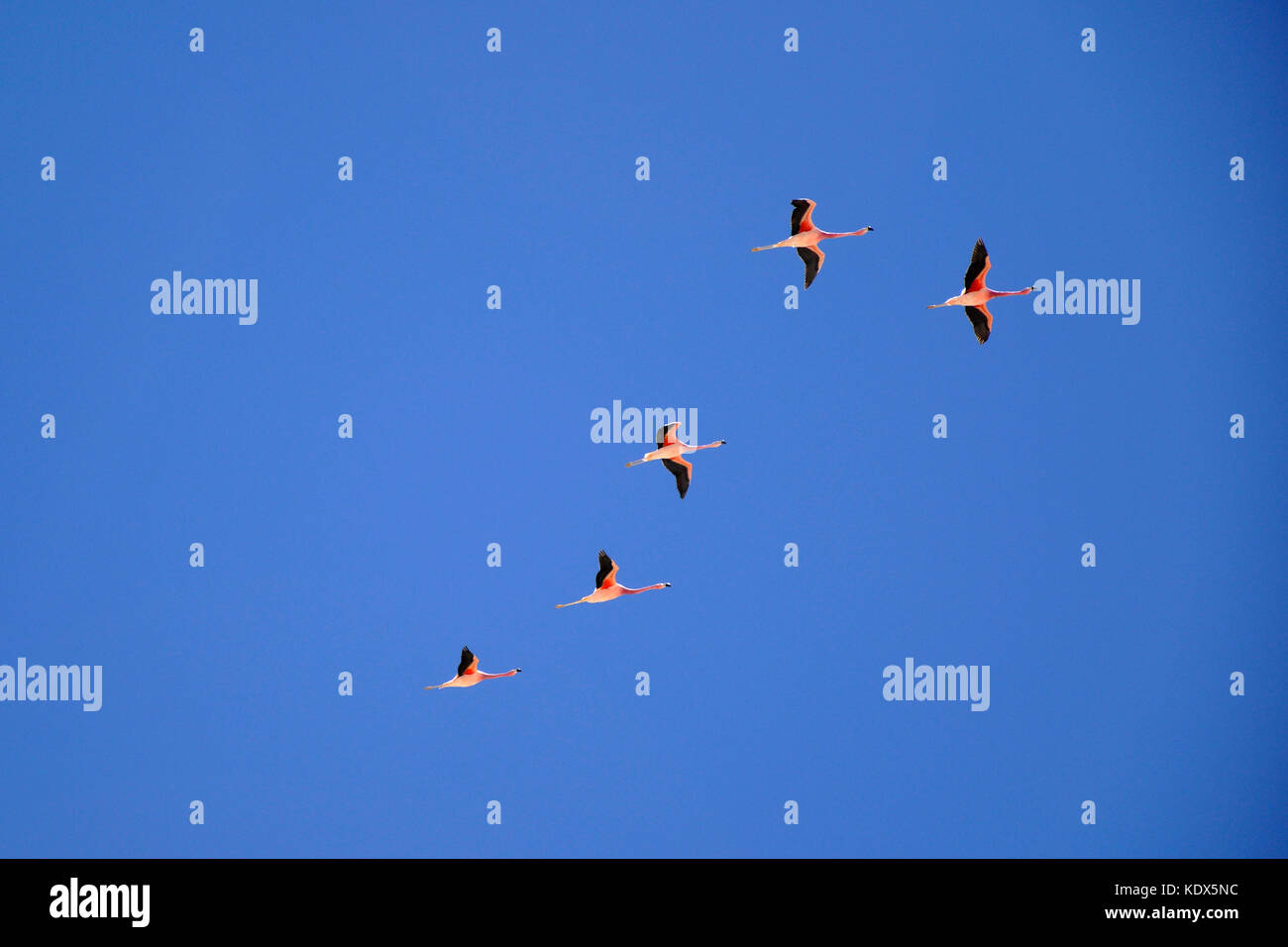 Flying flamingos hi-res stock photography and images - Alamy