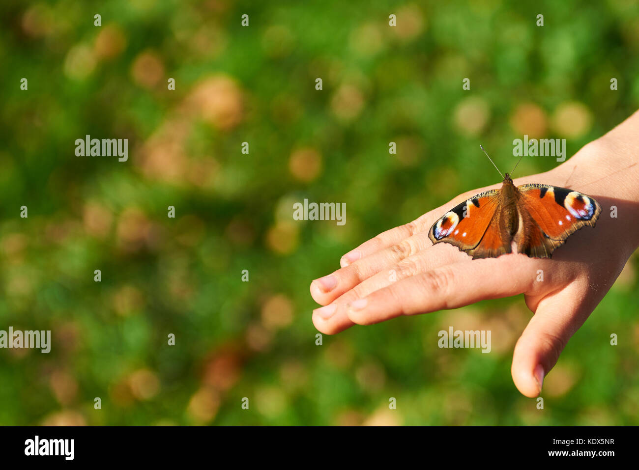 Butterfly, Aglais io, the European peacock, at the hand of a child ...