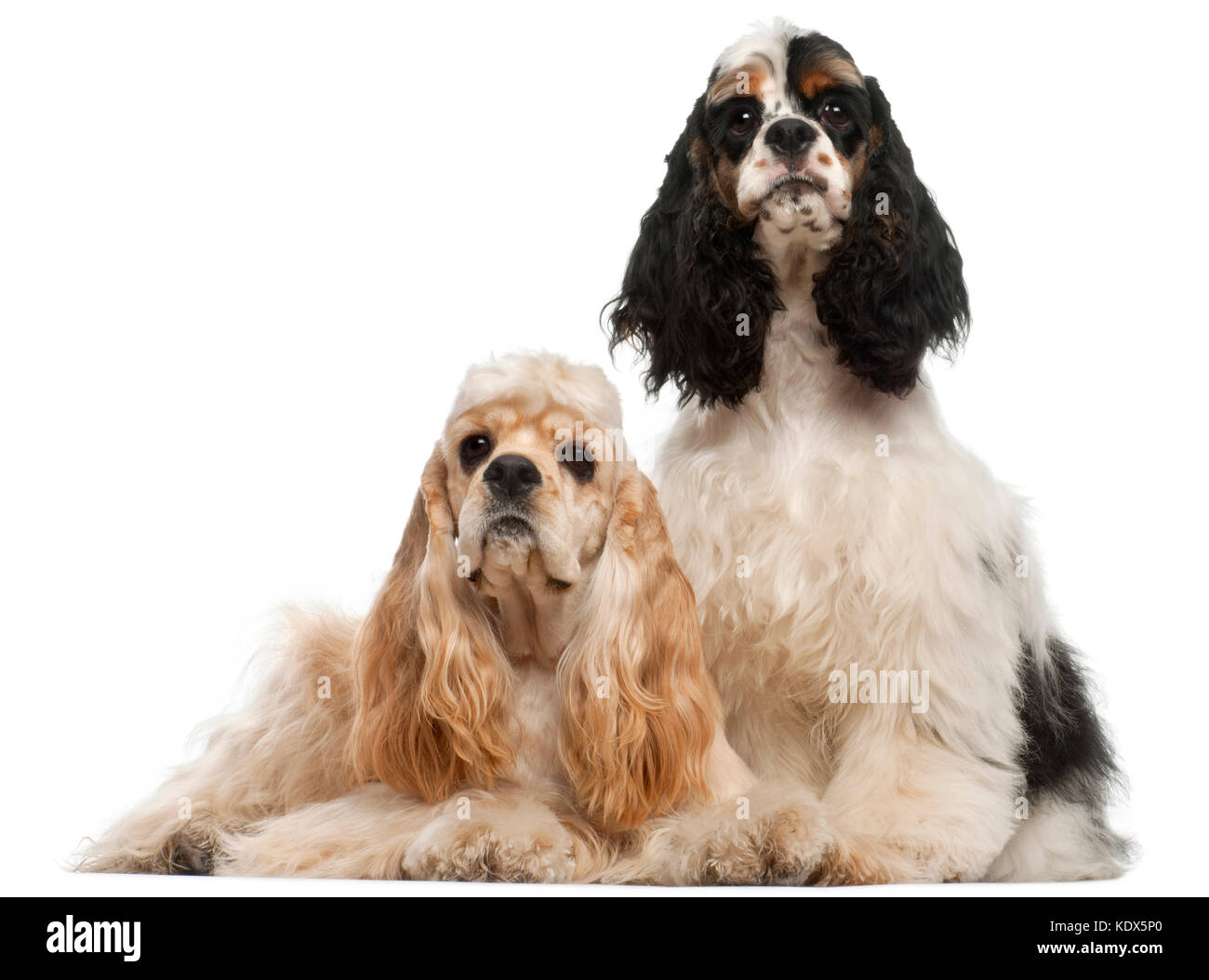 Purebred American Cocker Spaniel Puppy