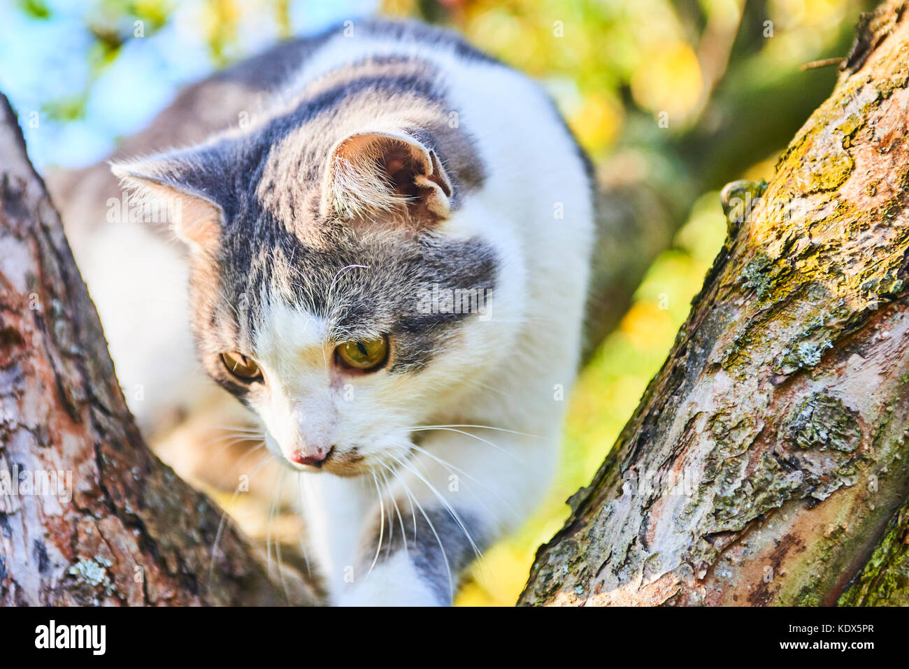 Curious cat hunting playing hi-res stock photography and images - Alamy
